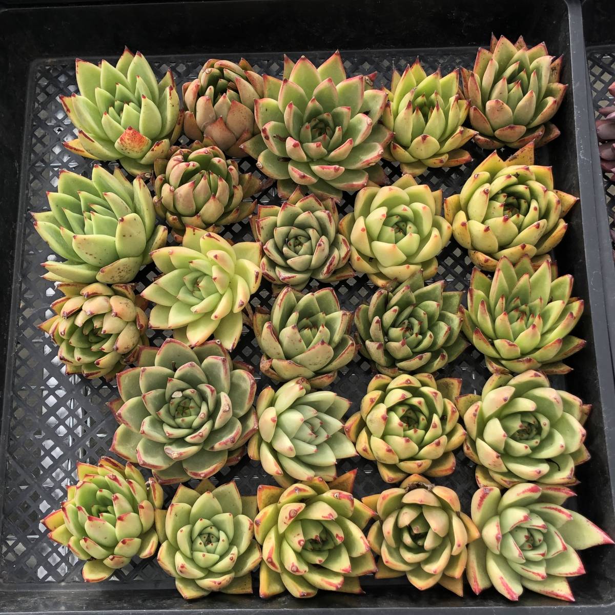 Yahoo!オークション - 多肉植物24個 1003-D017 エボニー エケベリア カ...