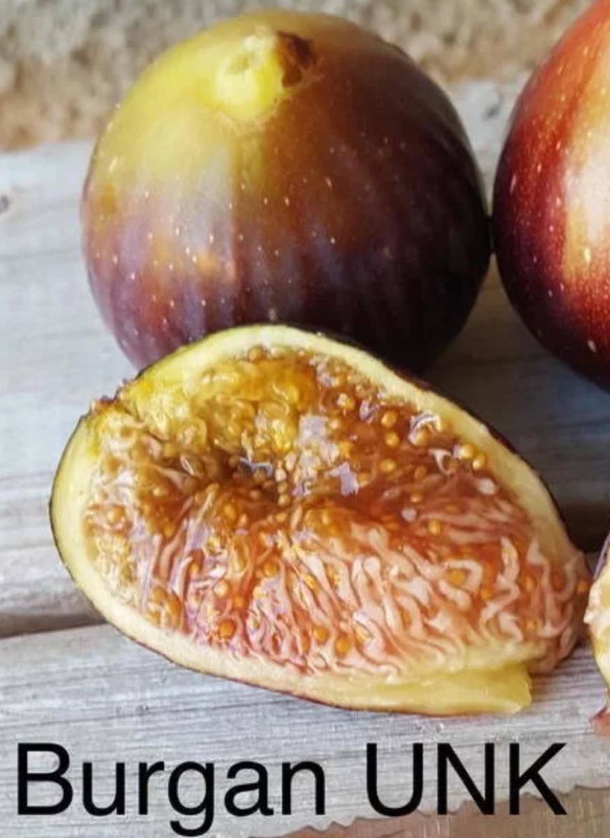 Yahoo!オークション - 23-48 Burgan Unknown （ Burgan UNK ）（バーガ...