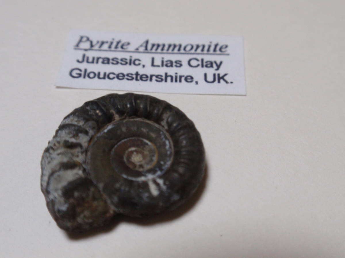 Yahoo!オークション - ミニアンモナイト化石 Pyrite Ammonite Jurassic...