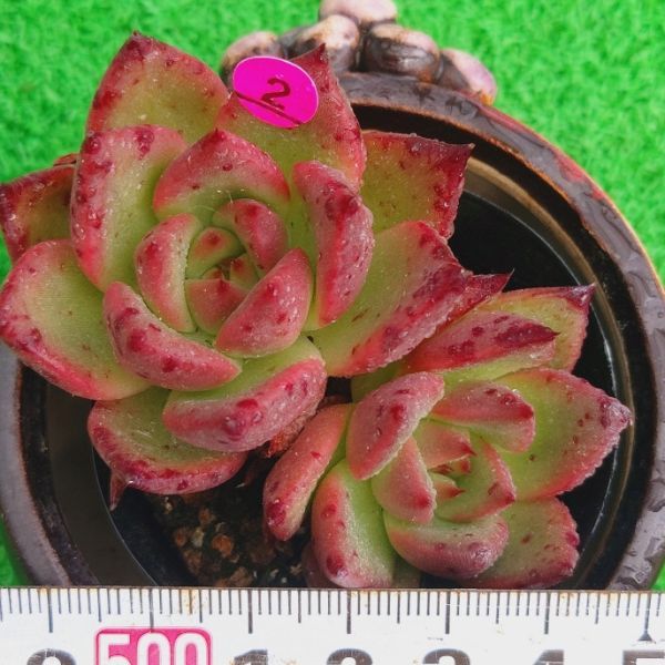 Yahoo!オークション - 0929-P202 レッドドリッピング エケベリア 多肉...