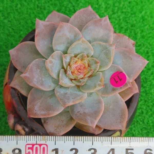 Yahoo!オークション - 0929-P211 ブラッサムシングスペシャル エケベリ...