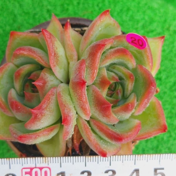 Yahoo!オークション - 0929-P220 Flora エケベリア 多肉植物 韓国苗