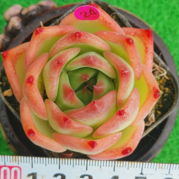 Yahoo!オークション - 0929-P224 Flora エケベリア 多肉植物 韓国苗