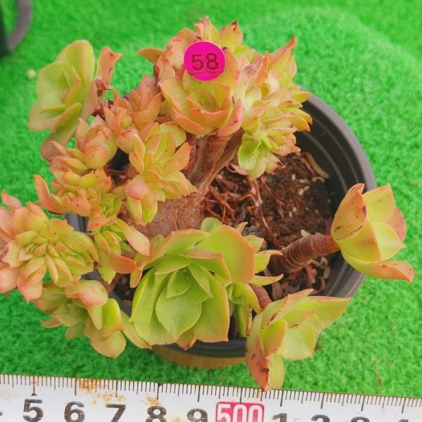 Yahoo!オークション - 0929-P258 面鏡 Aeonium 多肉植物 韓国苗