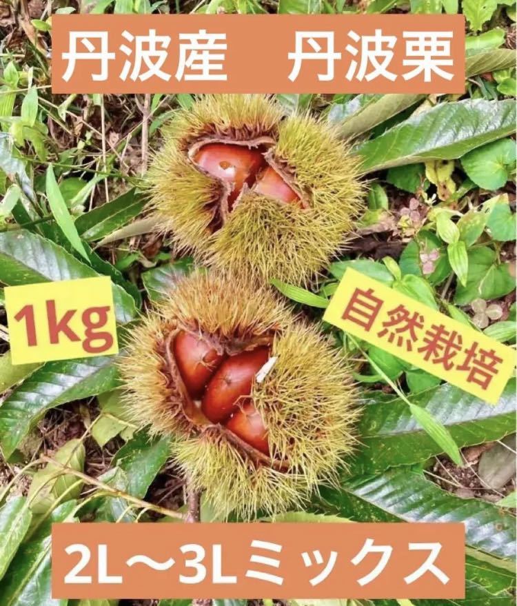 Yahoo!オークション - 丹波産丹波栗 2L〜3L 1kg