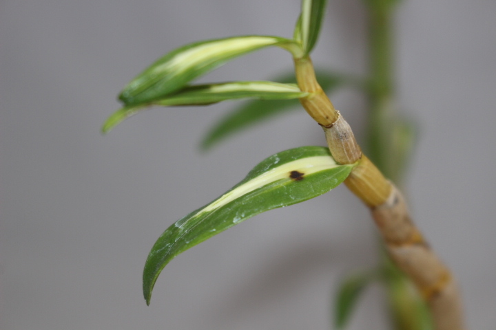 紫宸殿 1 長生蘭 石斛 セッコク 山野草 フウラン 富貴蘭(ラン)｜売買されたオークション情報、yahooの商品情報をアーカイブ公開 - オークファン（aucfan.com）