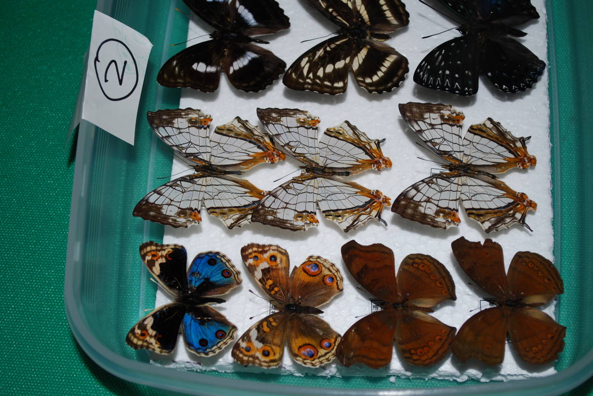 Yahoo!オークション - 蝶標本 石垣島の蝶まとめて（2）