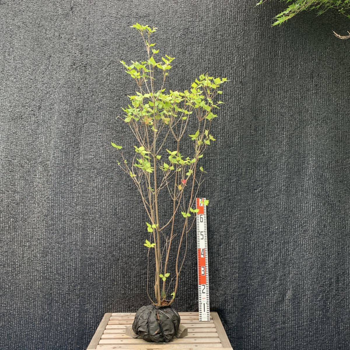 Yahoo!オークション - ミツバツツジ・株立ち【品番1620 】庭木・植木・...