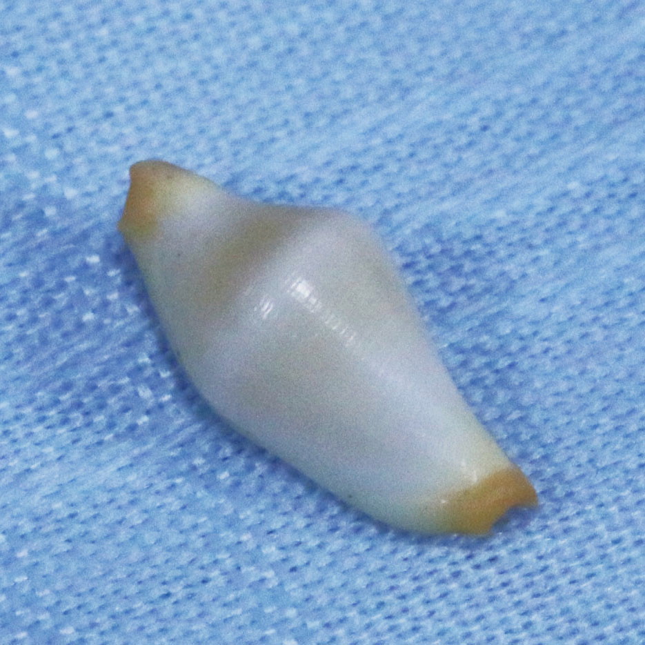 スソベニスジマキケボリ タカラガイ ダカラ ウミウサギ-2234(科学、自然)｜売買されたオークション情報、yahooの商品情報をアーカイブ公開 - オークファン（aucfan.com）