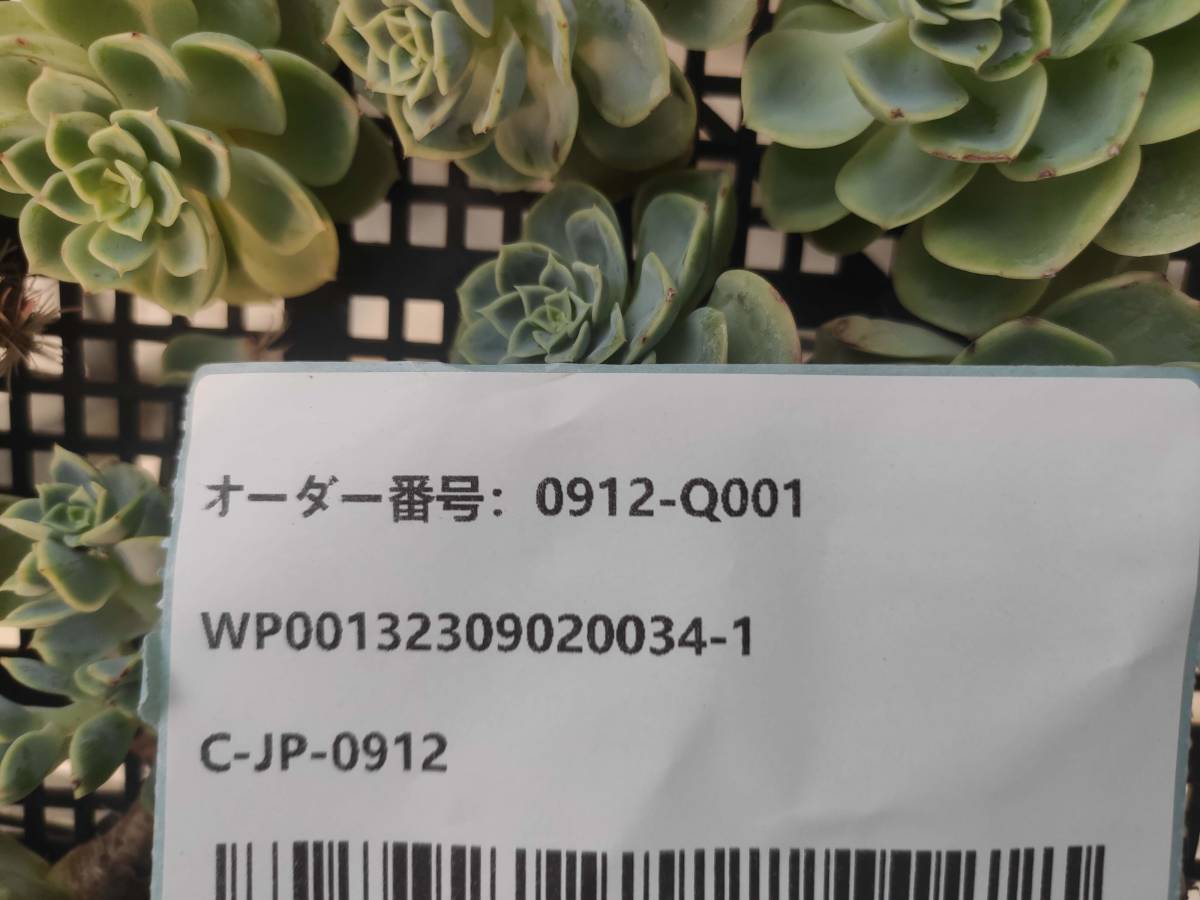 Yahoo!オークション - 0912-Q001 メロン23個 多肉植物 韓国 エケベリア...