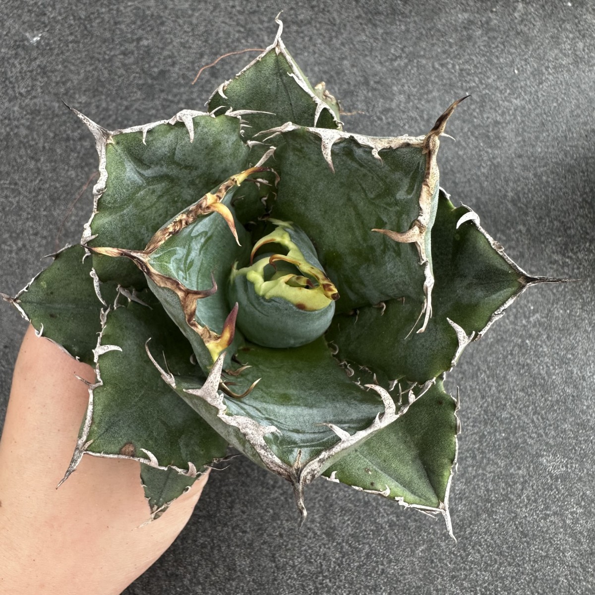 Yahoo!オークション - F41 【パンダ園芸】 厳選アガベチタノタ牡丹葉 ...