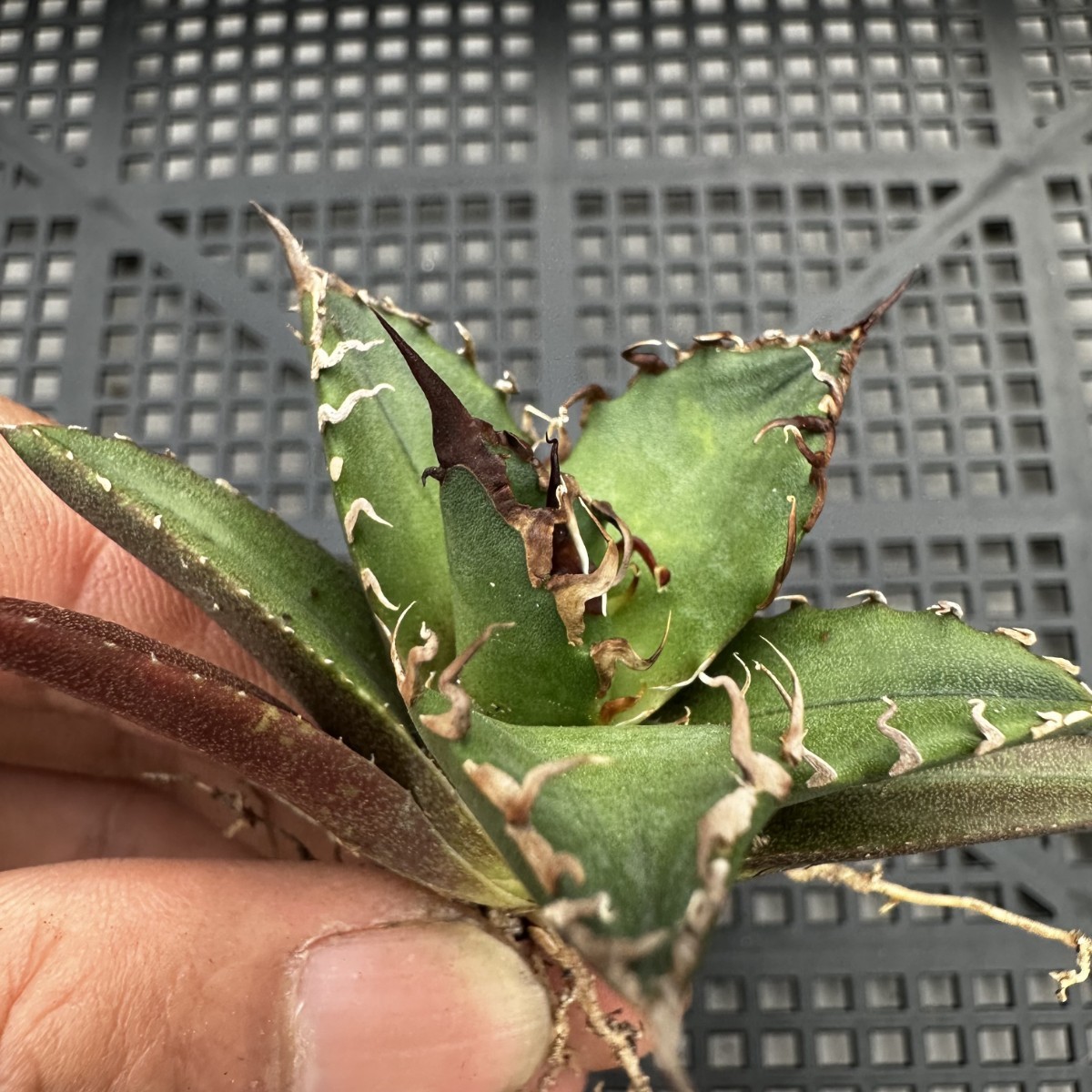 Yahoo!オークション - 43N アガベ チタノタ シーザー 凱撒 優良血統超...