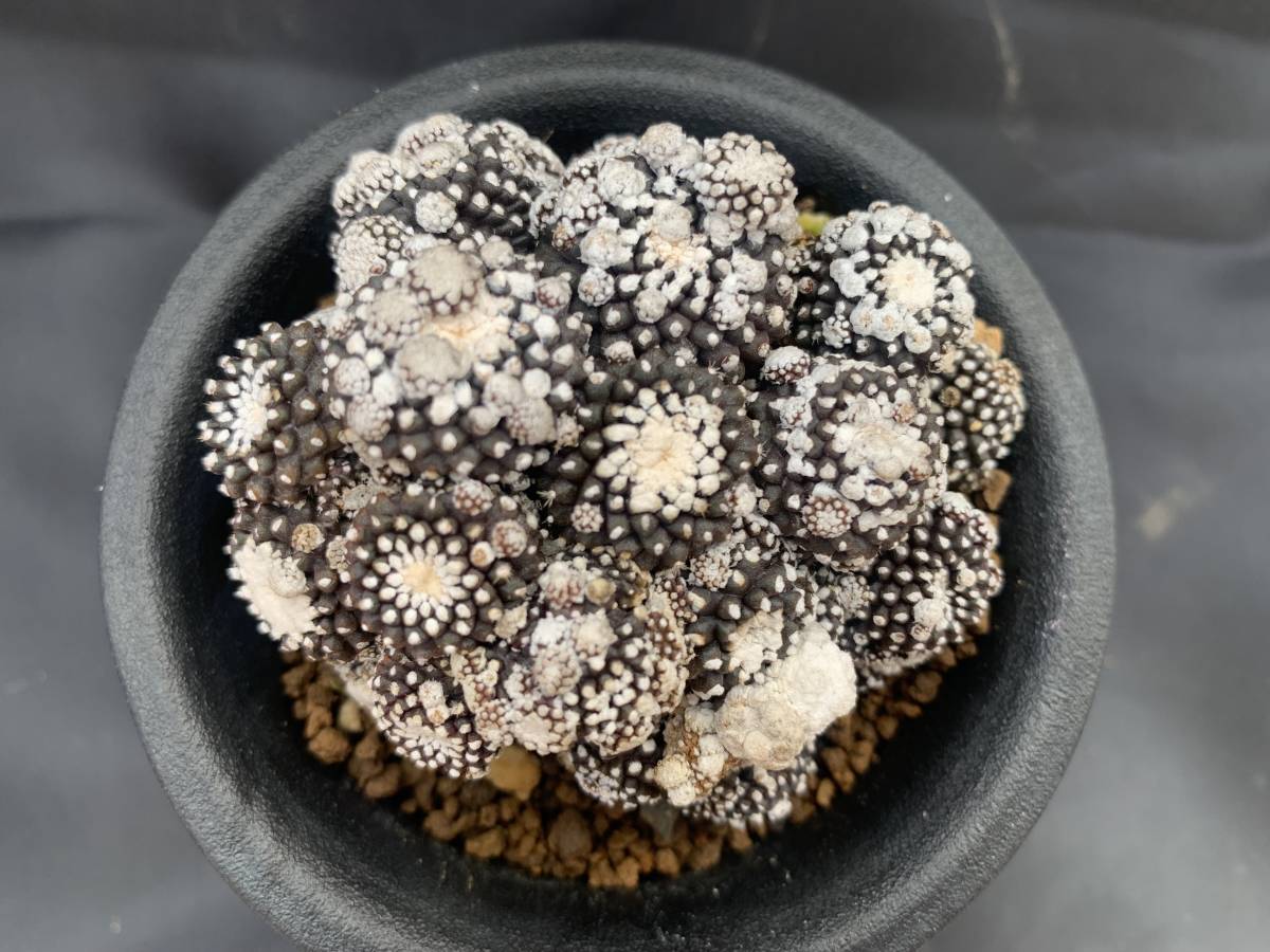 Yahoo!オークション - サボテン・多肉植物 C98 テヌイシマモンスト