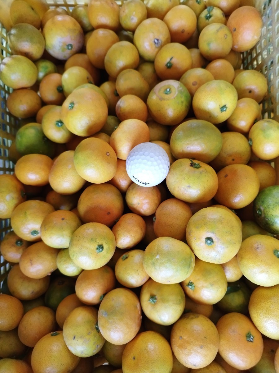 Yahoo!オークション - あいさん みかん 5kg2箱＝10kg 訳あり^^