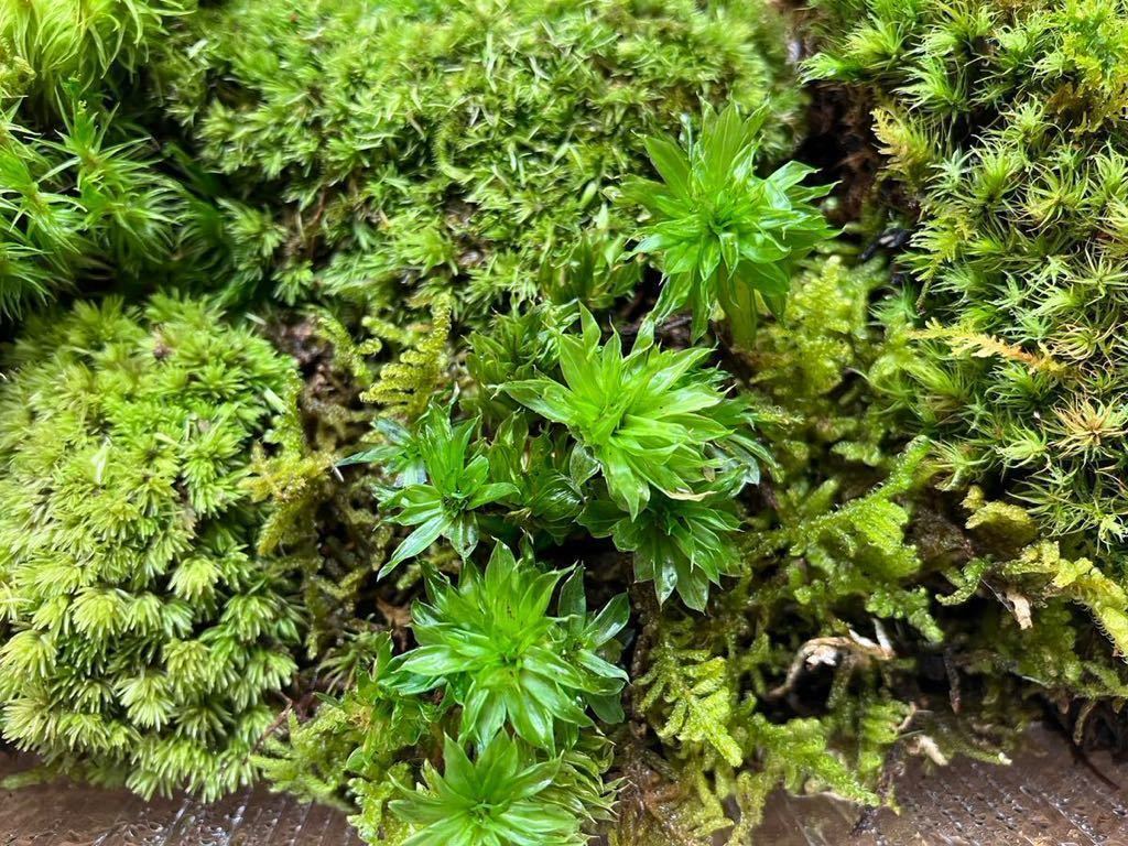 Yahoo!オークション - 苔 いろいろおまかせ Mサイズパック