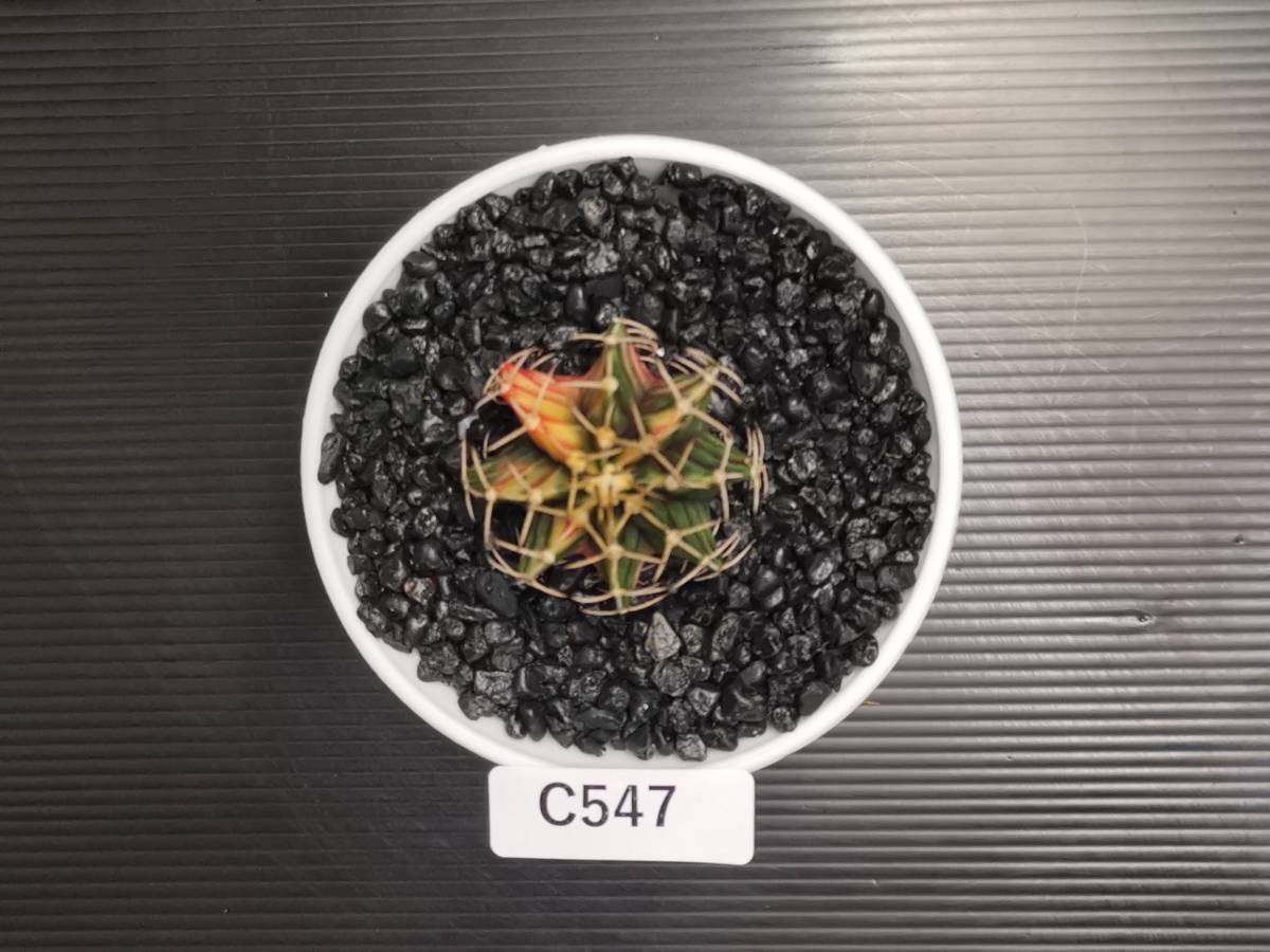 Yahoo!オークション - C547 同梱可 ギムノカリキウム Gymnocalycium 実...