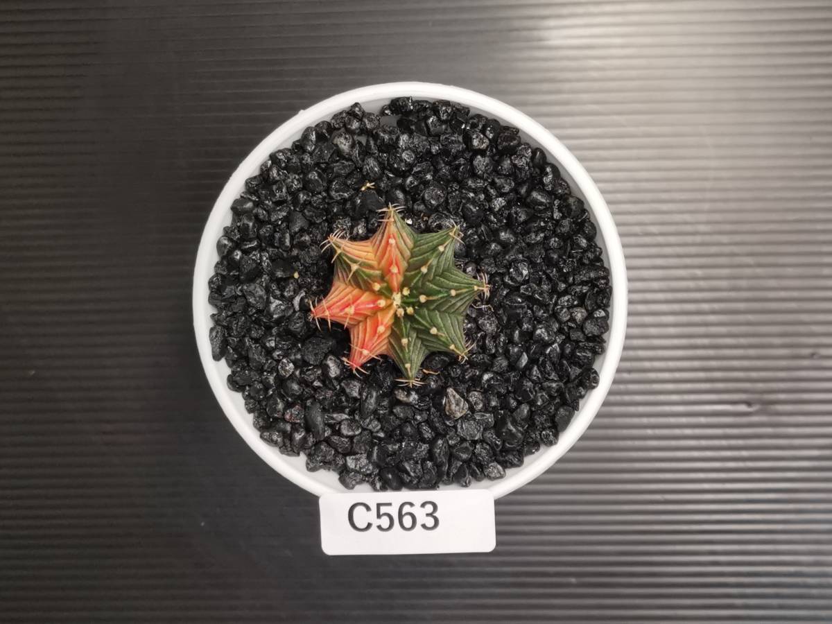 Yahoo!オークション - C563 同梱可 ギムノカリキウム Gymnocalycium 実...