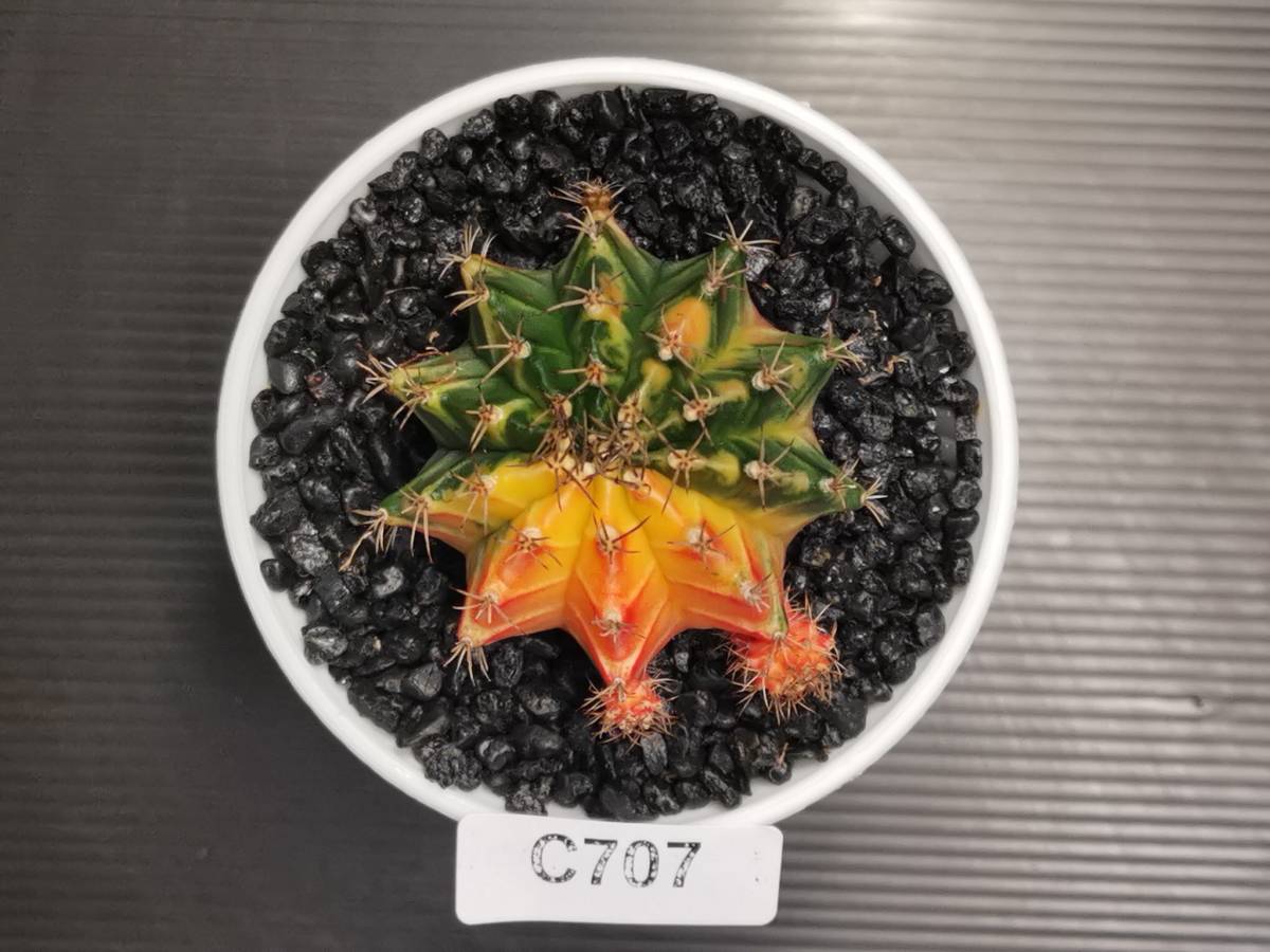 Yahoo!オークション - C707 同梱可 ギムノカリキウム Gymnocalycium 実...