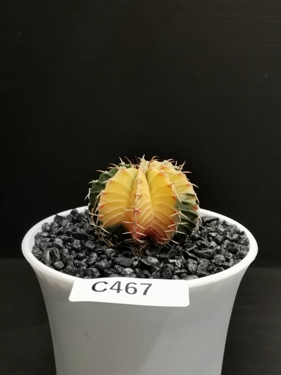 Yahoo!オークション - C467 同梱可 ギムノカリキウム Gymnocalycium 実...