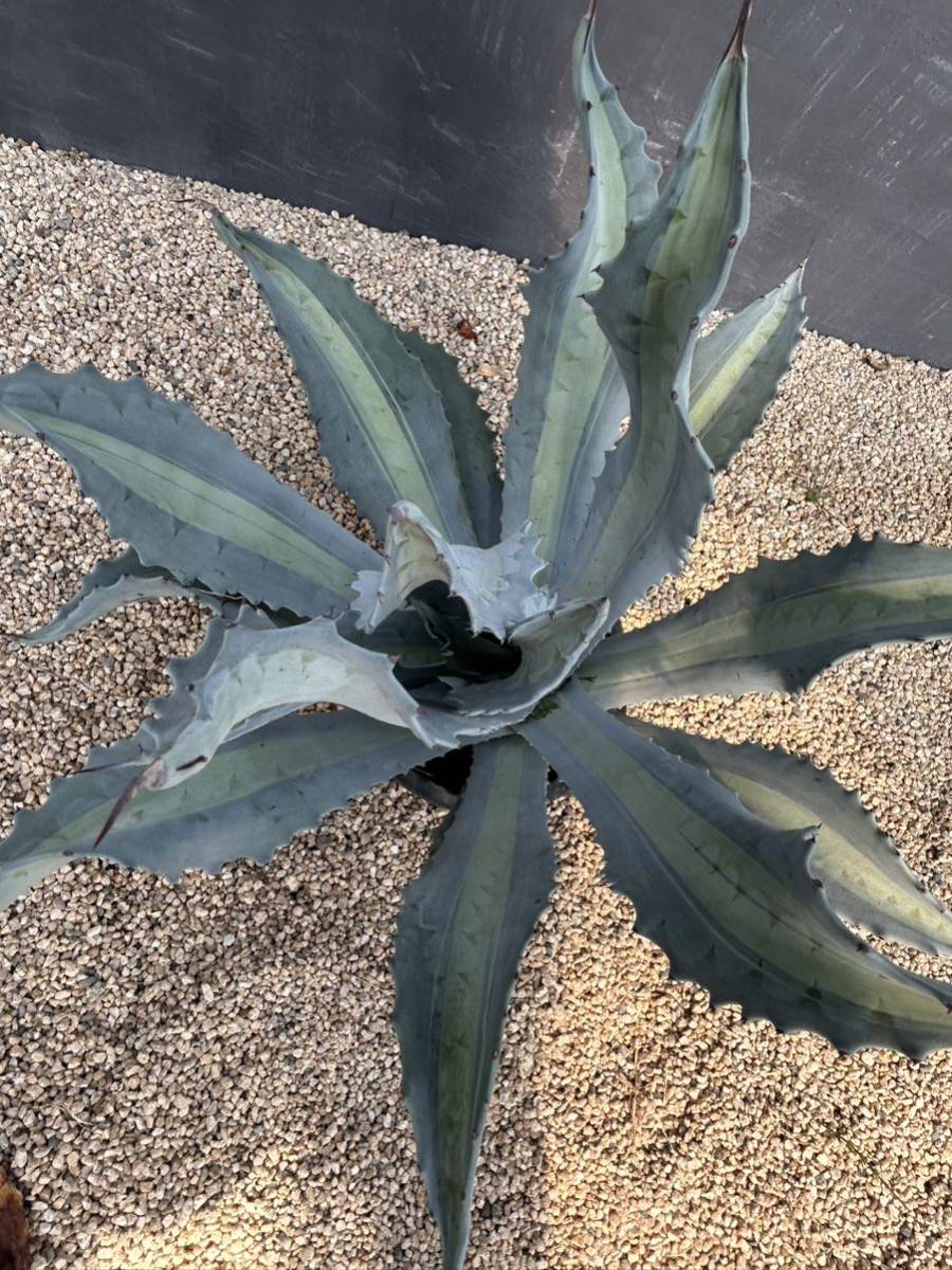 Agave americana v.expansa mediopicta pallida アガベ エクスパンサ パリーダ 美株 大株 1(アガベ)｜売買されたオークション情報、yahooの商品 ...