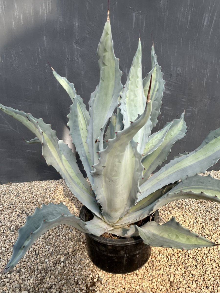 Agave americana v.expansa mediopicta pallida アガベ エクスパンサ パリーダ 美株 大株 1(アガベ)｜売買されたオークション情報、yahooの商品 ...