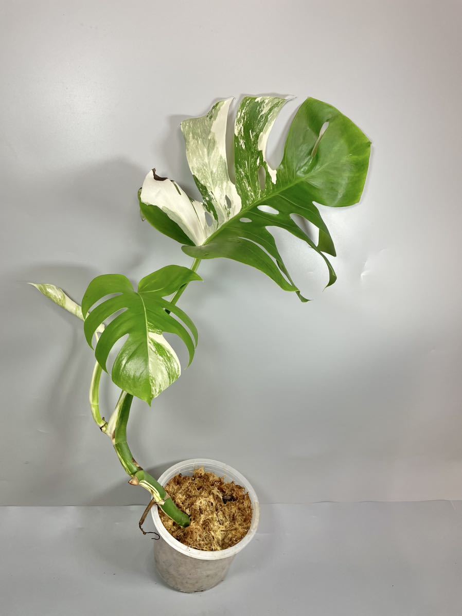1円スタート 776 MONSTERA ALBO BORSIGIANA VARIEGATA 白斑 モンステラ アルボ ボルシギアナ 斑入り(モンステラ)｜売買されたオークション情報、yahoo ...