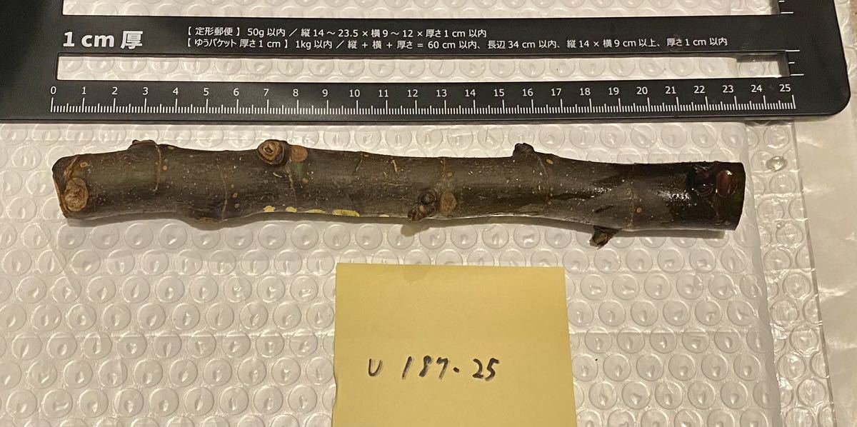 Yahoo!オークション - UCR 187-25 いちじく 穂木