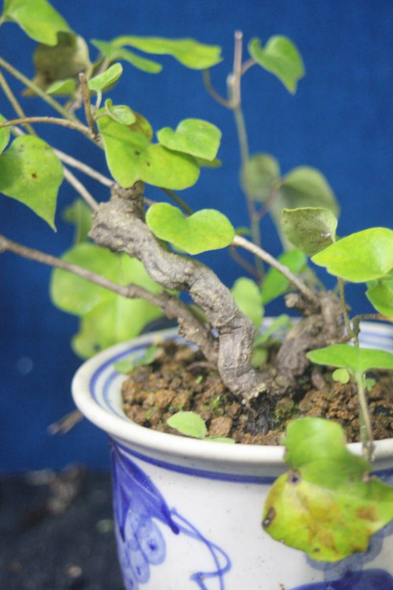 Yahoo!オークション - アオツズラフジ 苗 1019