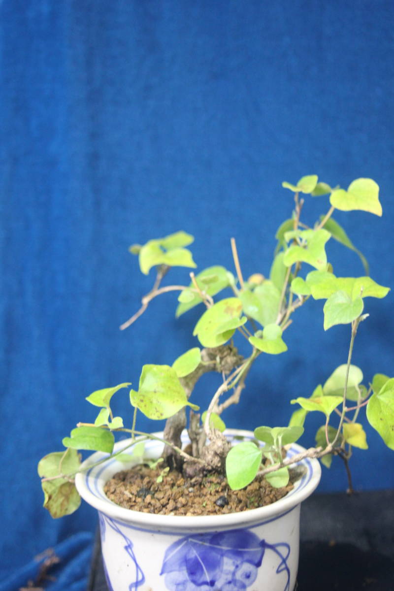 Yahoo!オークション - アオツズラフジ 苗 1019