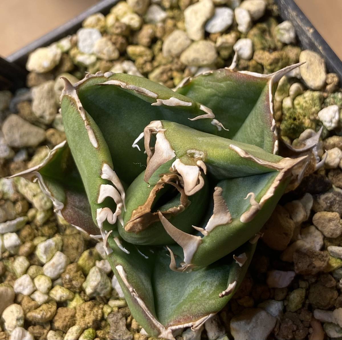 Yahoo!オークション - 【希少】アガベ 追星 CG01-Cok 子株