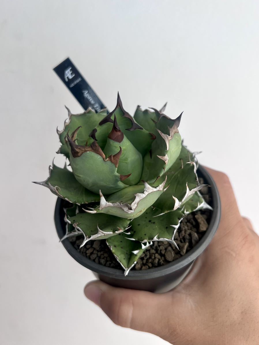 Yahoo!オークション - アガベ チタノタ農大 agave titanota fo-076 ote...