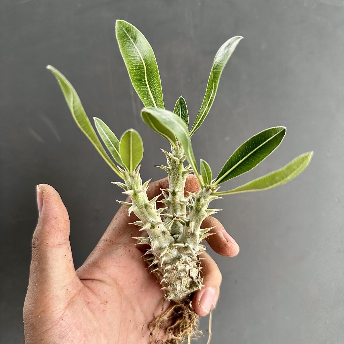 Yahoo!オークション - L61 貴重な希少種 パキポディウム アンボンゲン...