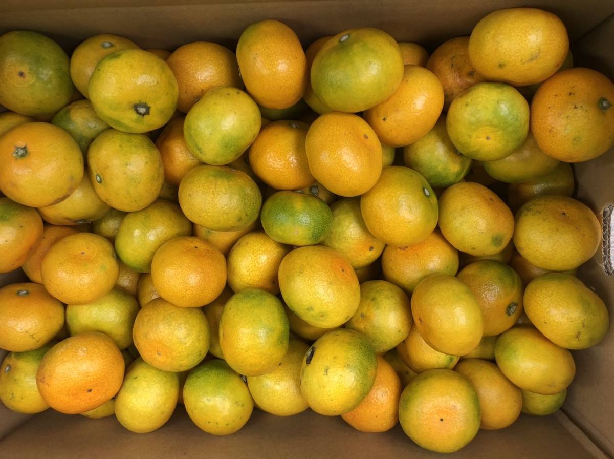 Yahoo!オークション - 10kg（5kgX2箱）⇒小玉（2S～3Sサイズ）え...