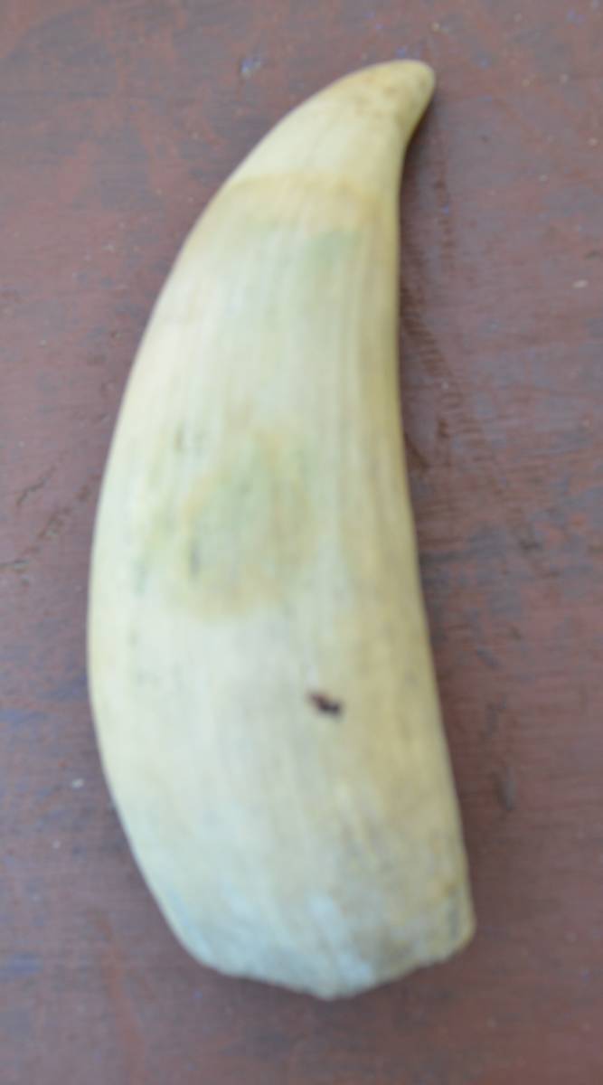 Yahoo!オークション - マッコウクジラの骨 16.5cm 336g 根付 牙 彫...