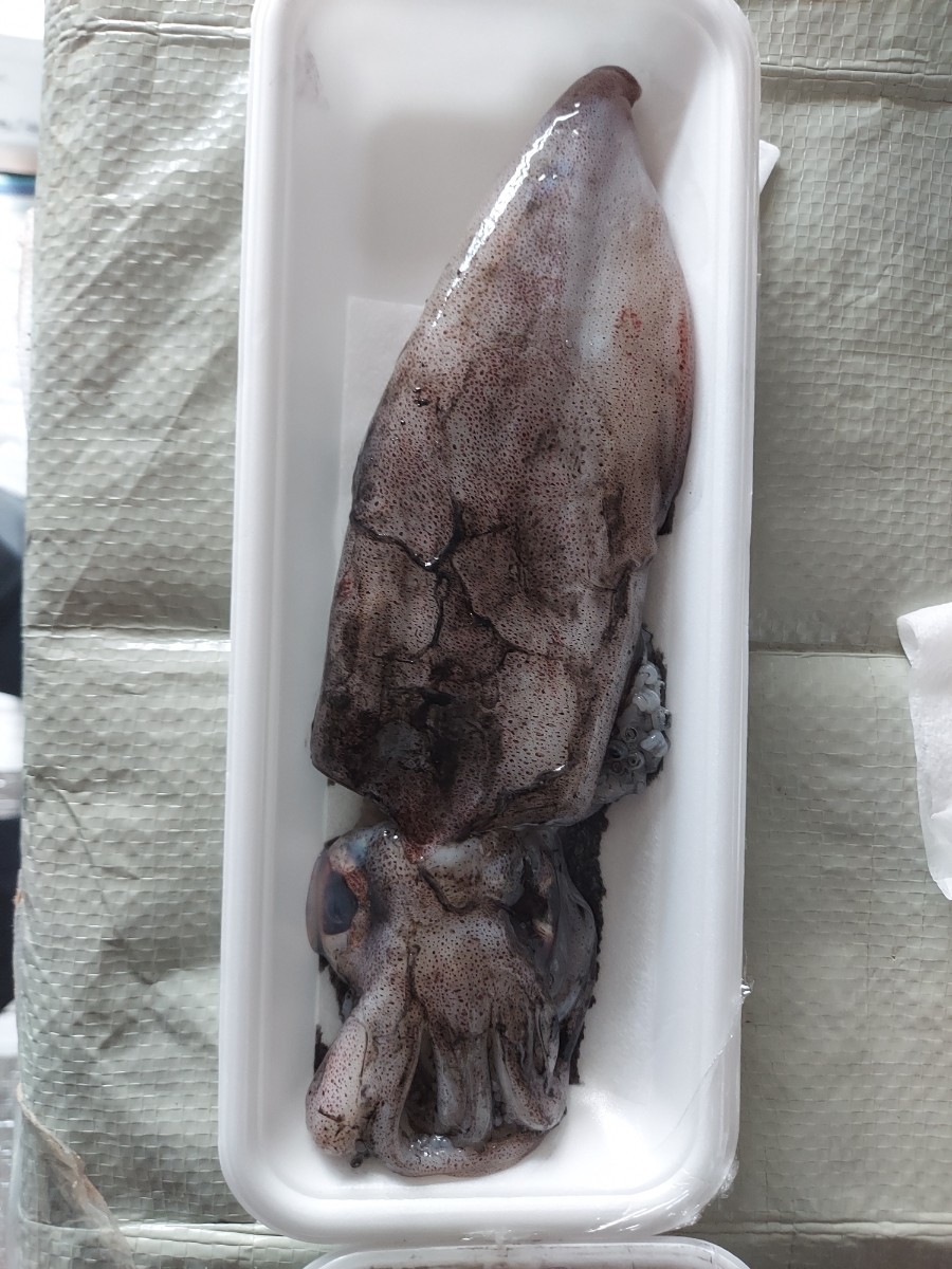 Yahoo!オークション - アオリイカ35cm位200g1匹698円即決