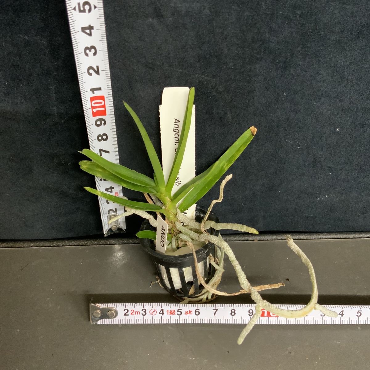 Yahoo!オークション - (^ ^)(437)Angcm. didieri x sib