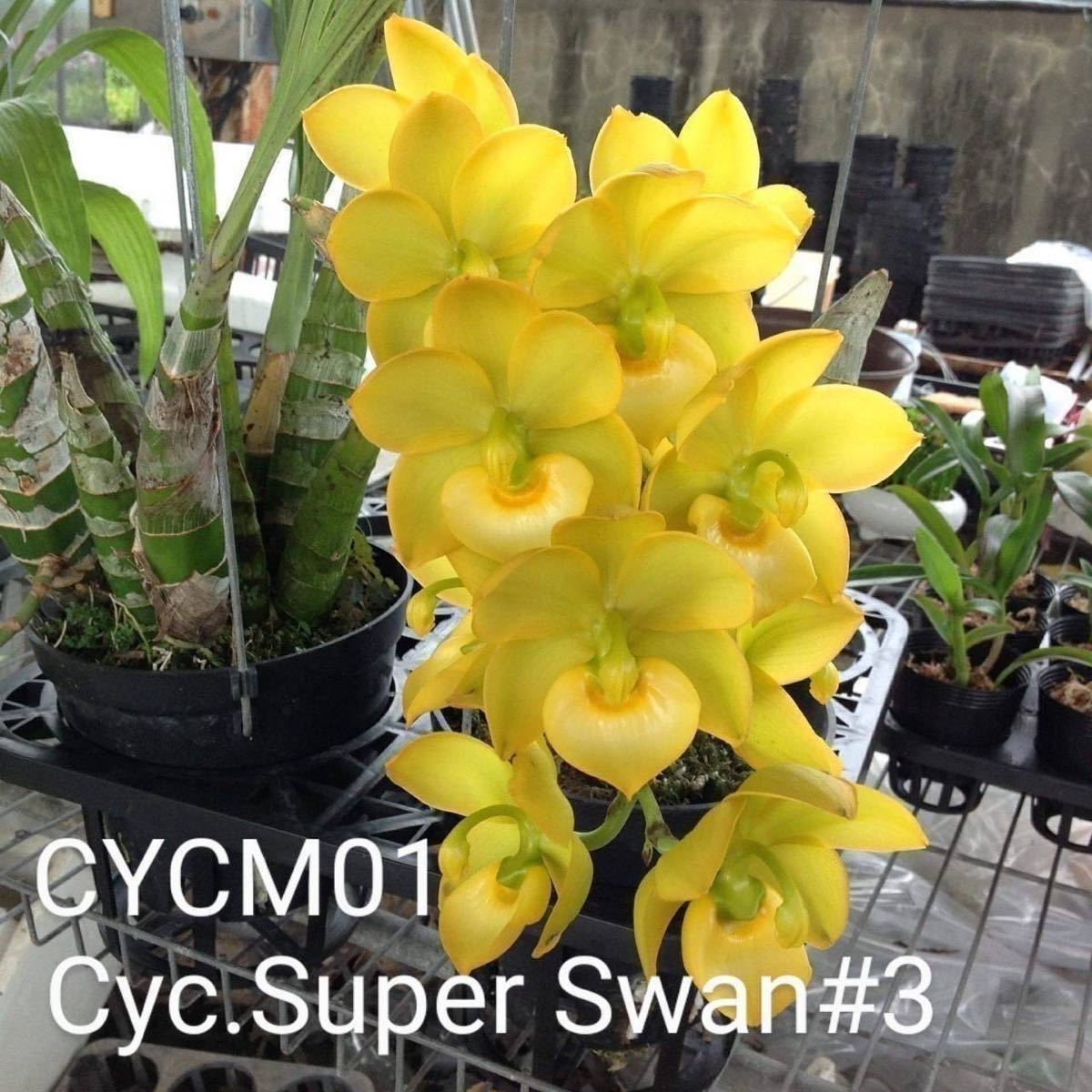Yahoo!オークション - (^ ^)(471)洋蘭 Cyc. Super Swan '#3'