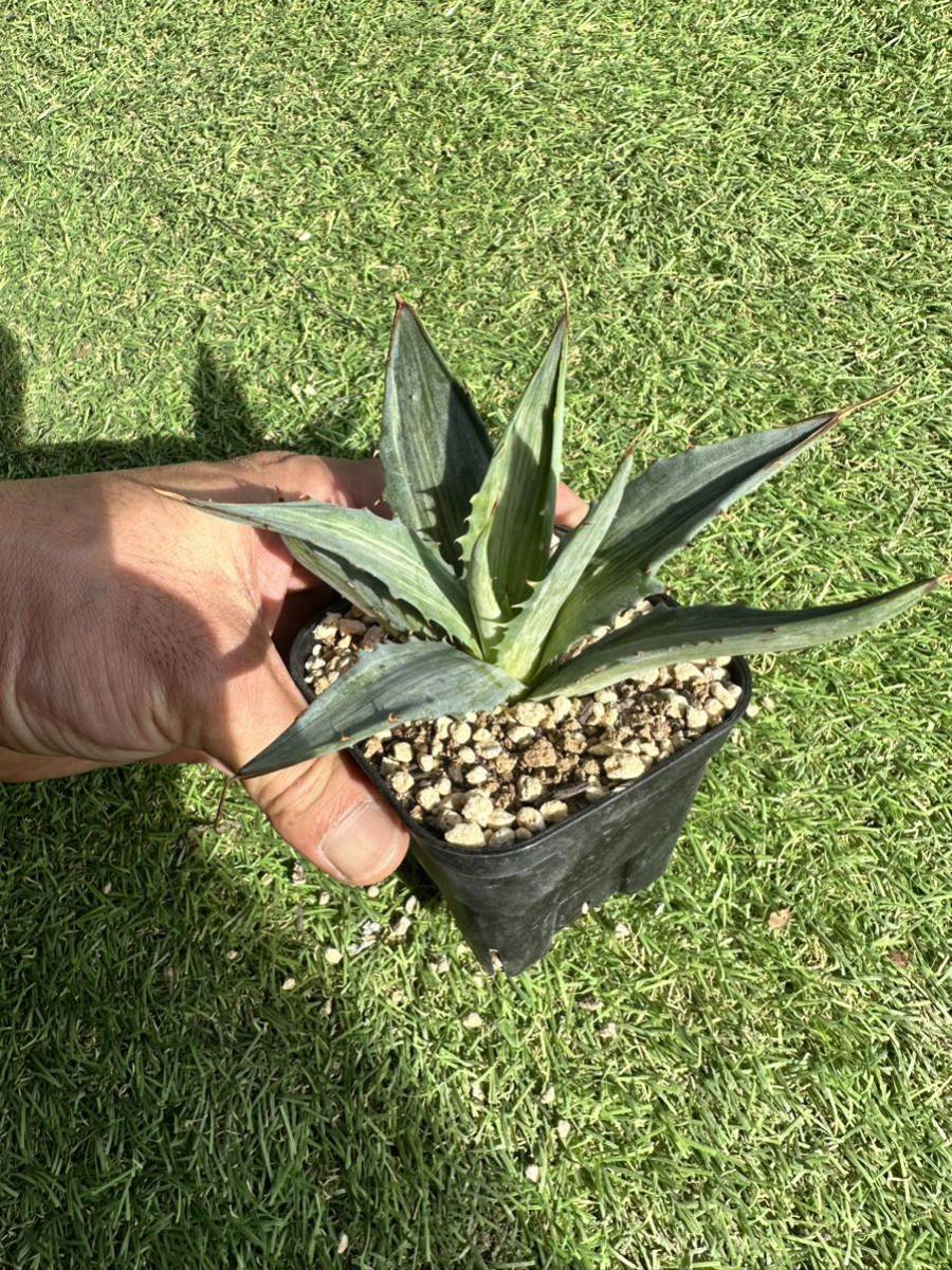 Yahoo!オークション - -Ns- 美種 アガベ スノーデビル