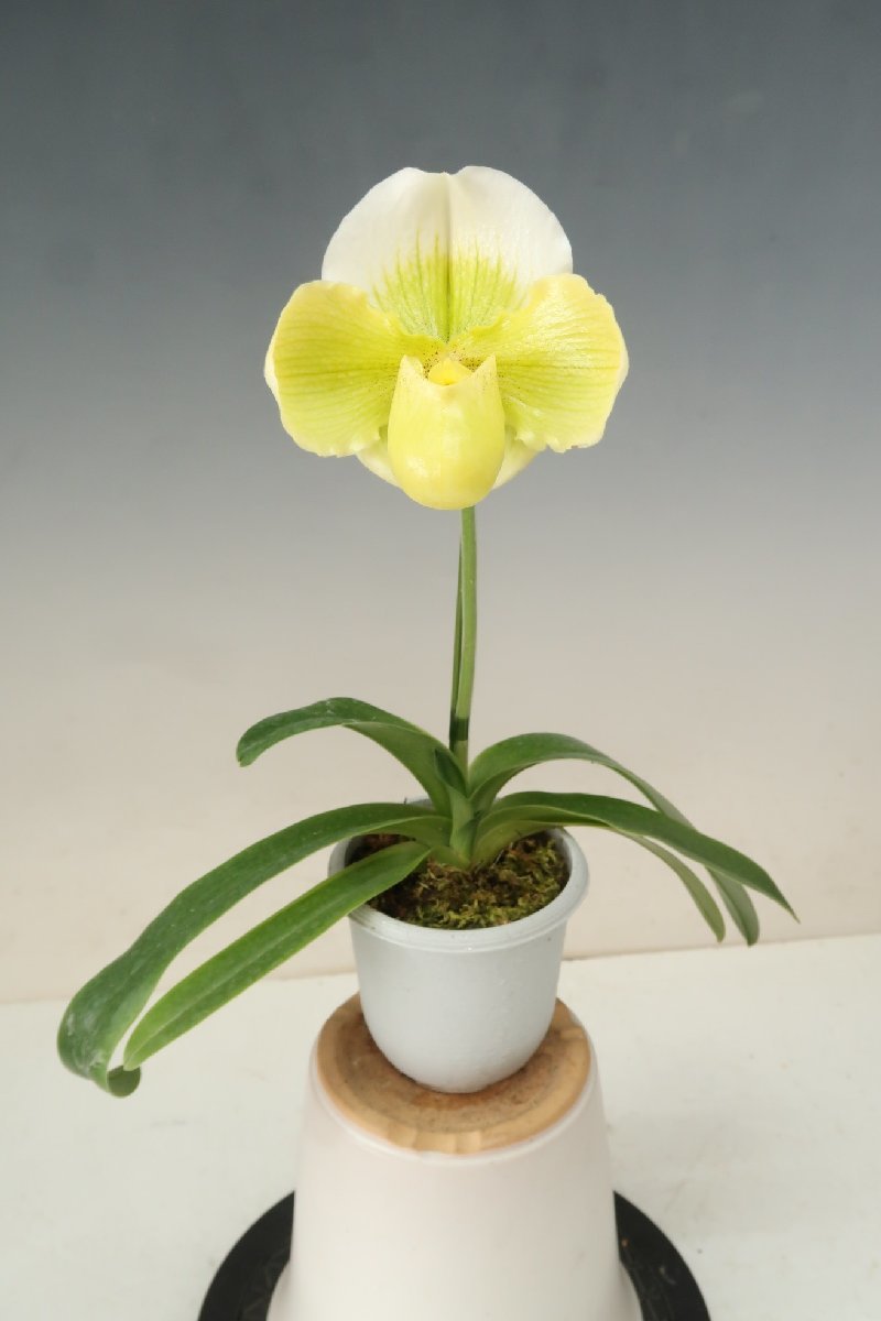 Yahoo!オークション - 洋蘭 パフィオ TA10379 VS14-98 Paph. Laser Kni...