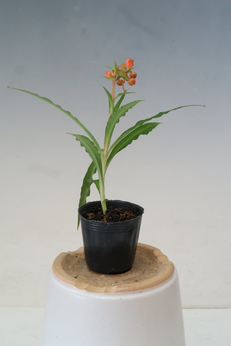 洋蘭 原種 ハベナリア TA10413 Habenaria rhodocheila '2021-722'(ラン)｜売買されたオークション情報、yahooの商品情報をアーカイブ公開 ...
