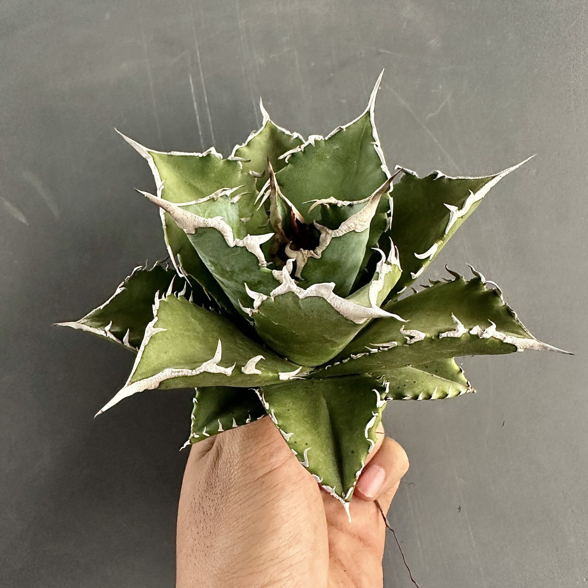 Yahoo!オークション - L69 激レア高級品種 アガベ チタノタ スペイン入...