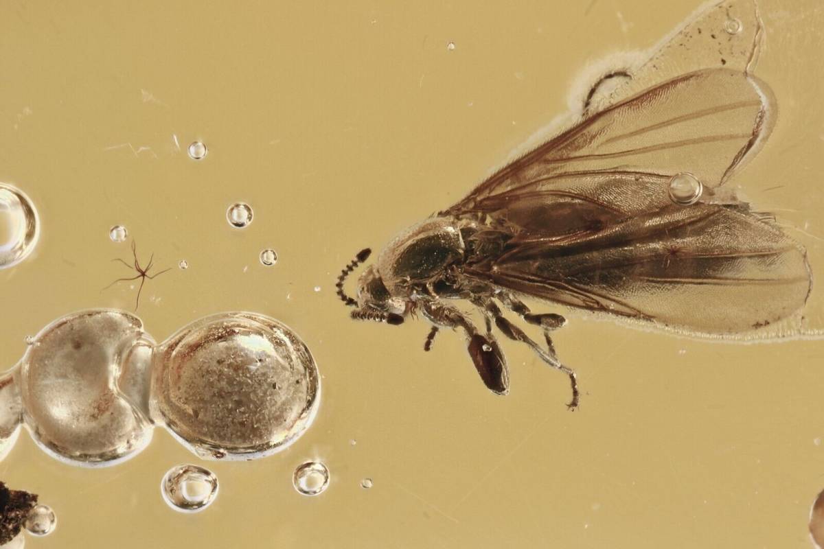 Yahoo!オークション - #7233 バルト琥珀 虫入り ニセケバエ（稀）ユス...