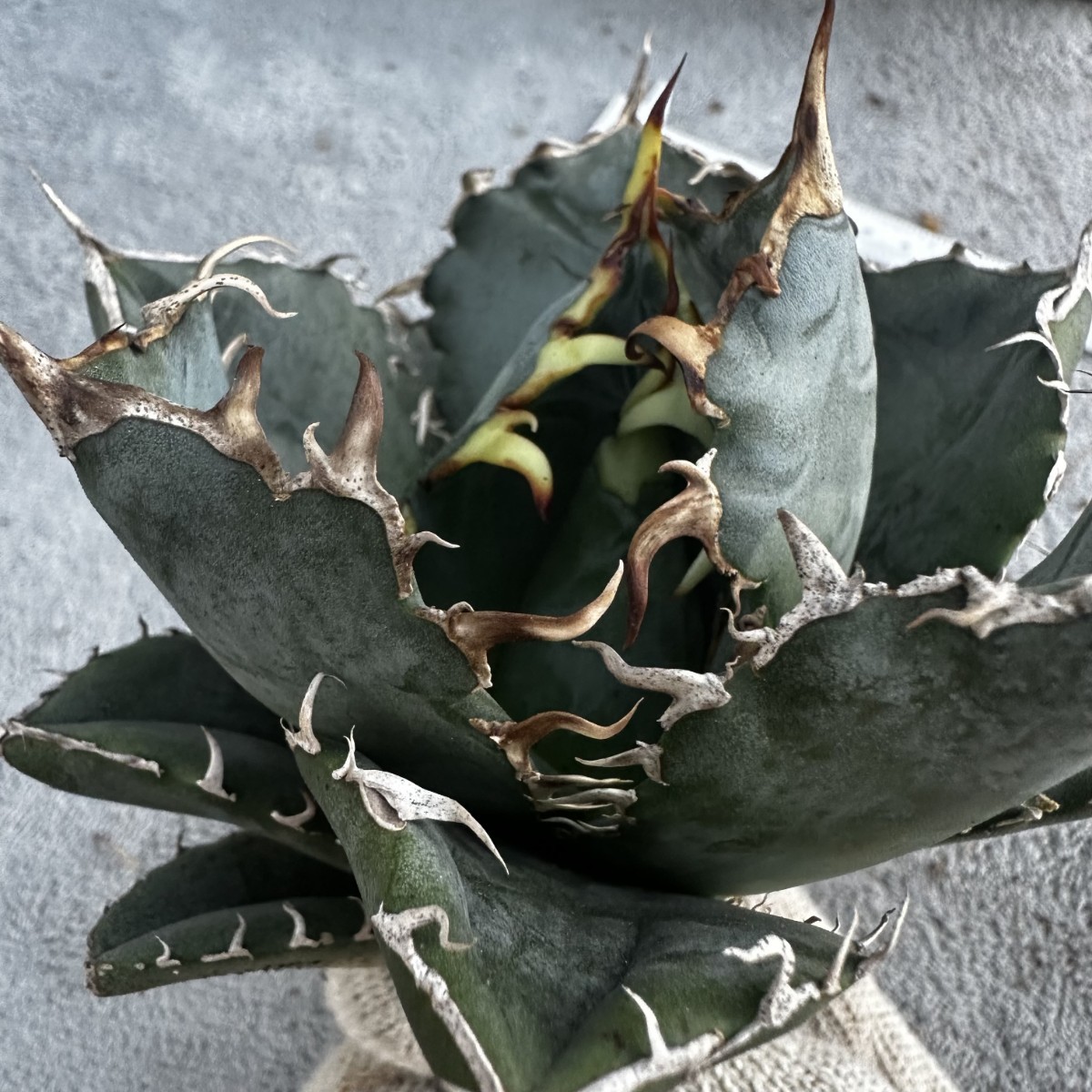 Yahoo!オークション - J76 白鯨親株 スーパーワイドリーフ アガベ チタ...