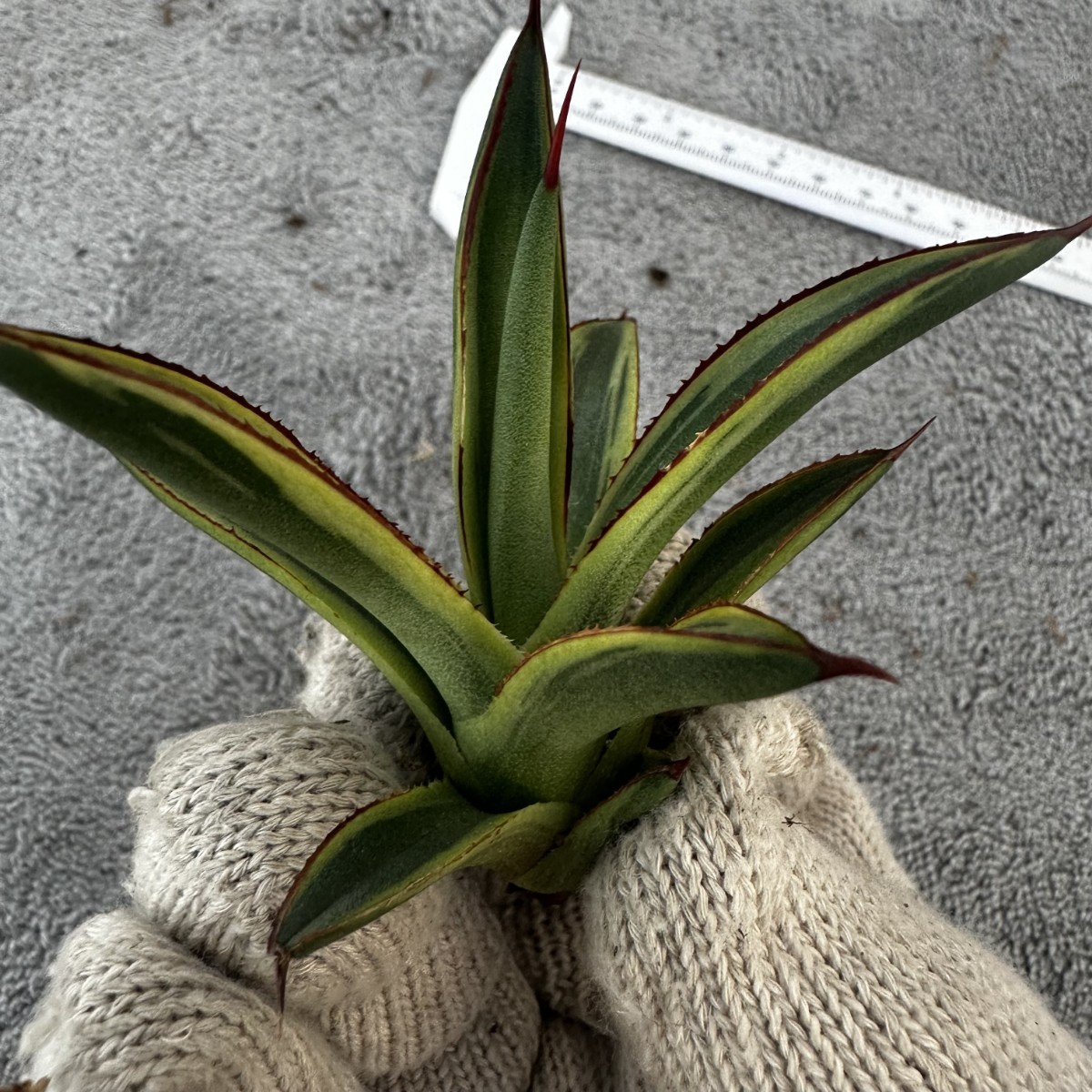 Yahoo!オークション - N27 青蓮錦子株 アガベ 多肉植物