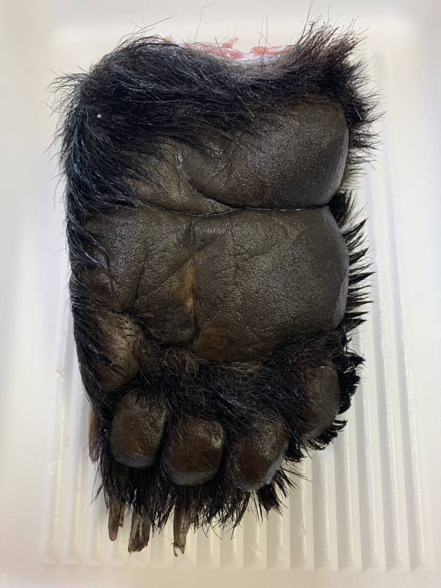 ジビエ ツキノワグマ 熊の足 1個 458g 鮮度最高 食品用(その他)｜売買されたオークション情報、yahooの商品情報をアーカイブ公開 - オークファン（aucfan.com）