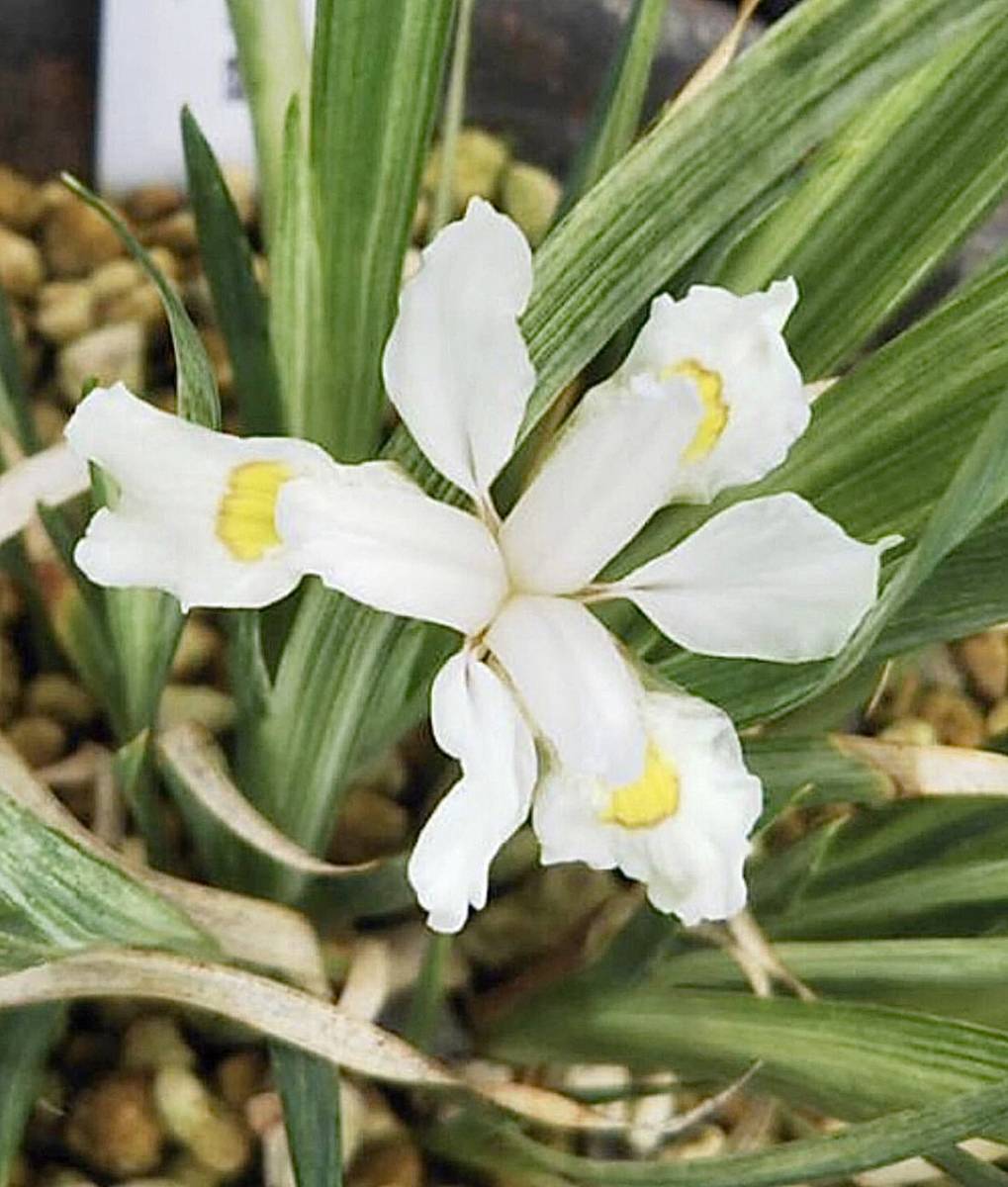 Yahoo!オークション - 1029-10 ゴダイサンアヤメ【韓国・白散斑】 レア...