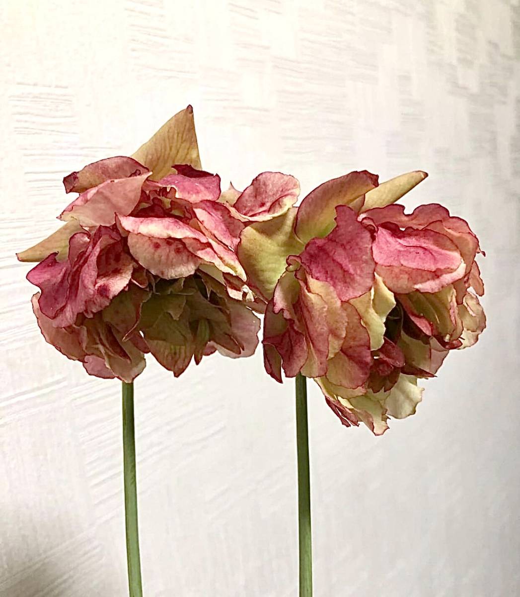 Yahoo!オークション - 1105-02 サラセニア LR-21【レウコフィラ系・八...