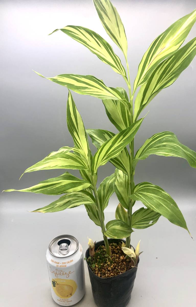 Yahoo!オークション - 1029-29 ミョウガ【黄斑】レアプランツ/珍しい植...