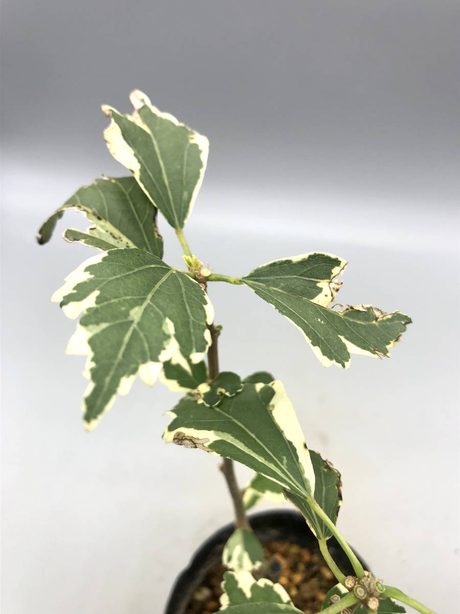 1022-14 ムクゲ ‘ヴァン ゴッホ‘ 斑入り レアプランツ/珍しい植物/山野草/古典園芸/庭木/栽培品/斑入り(花)｜売買されたオークション情報、yahooの商品情報をアーカイブ公開 ...