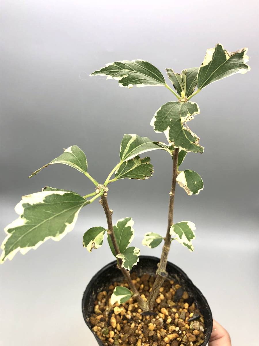 1022-14 ムクゲ ‘ヴァン ゴッホ‘ 斑入り レアプランツ/珍しい植物/山野草/古典園芸/庭木/栽培品/斑入り(花)｜売買されたオークション情報、yahooの商品情報をアーカイブ公開 ...